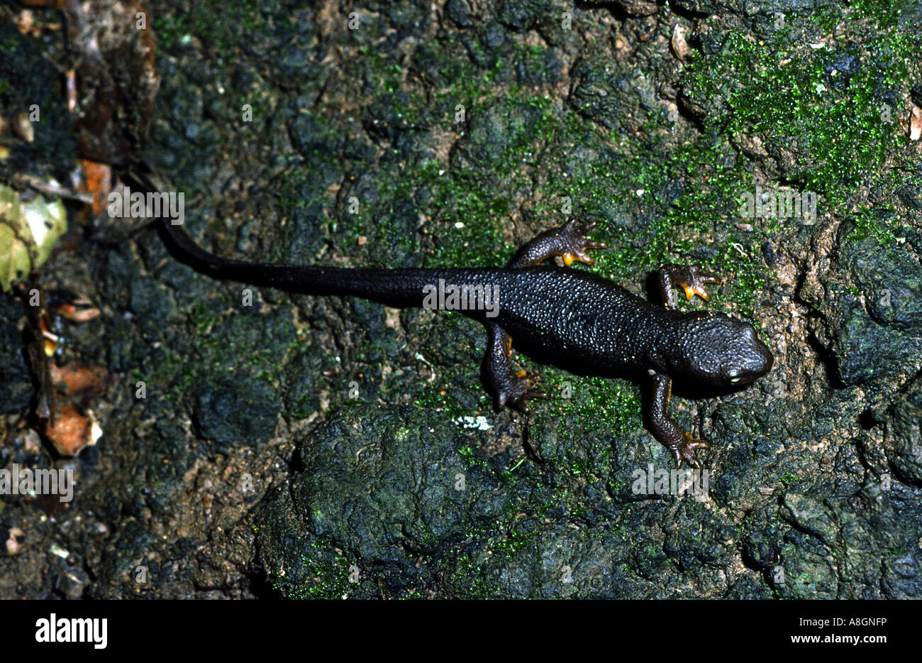 California Newt, Taricha torosa, a native of Santa Cruz Mountains ...