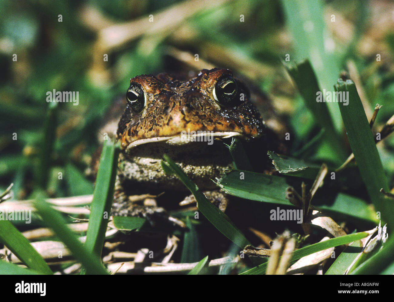Bufo Toad Florida High Resolution Stock Photography and Images - Alamy