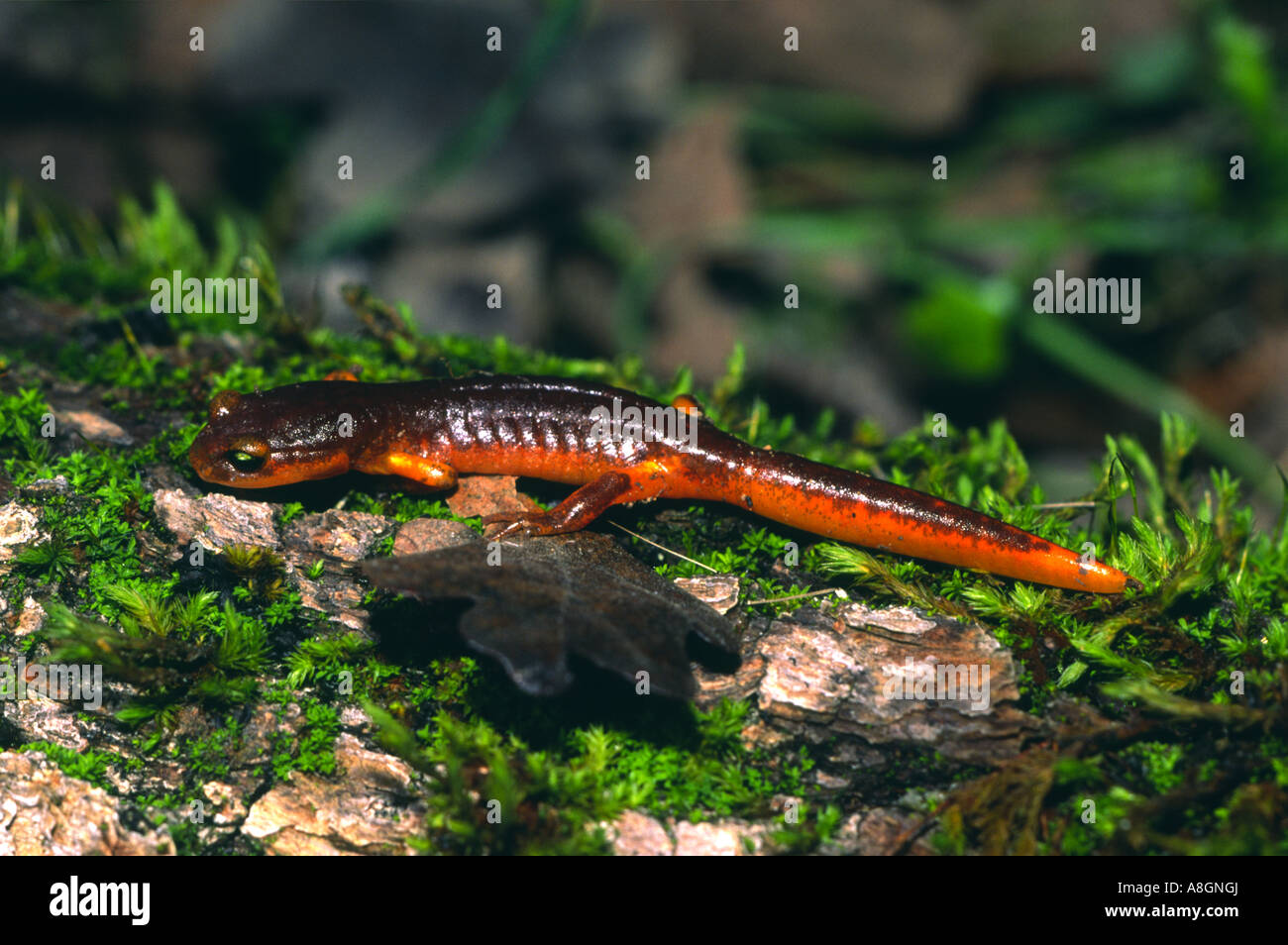 Ensatina eschscholtzi salamander Santa Cruz Mountains California Stock ...