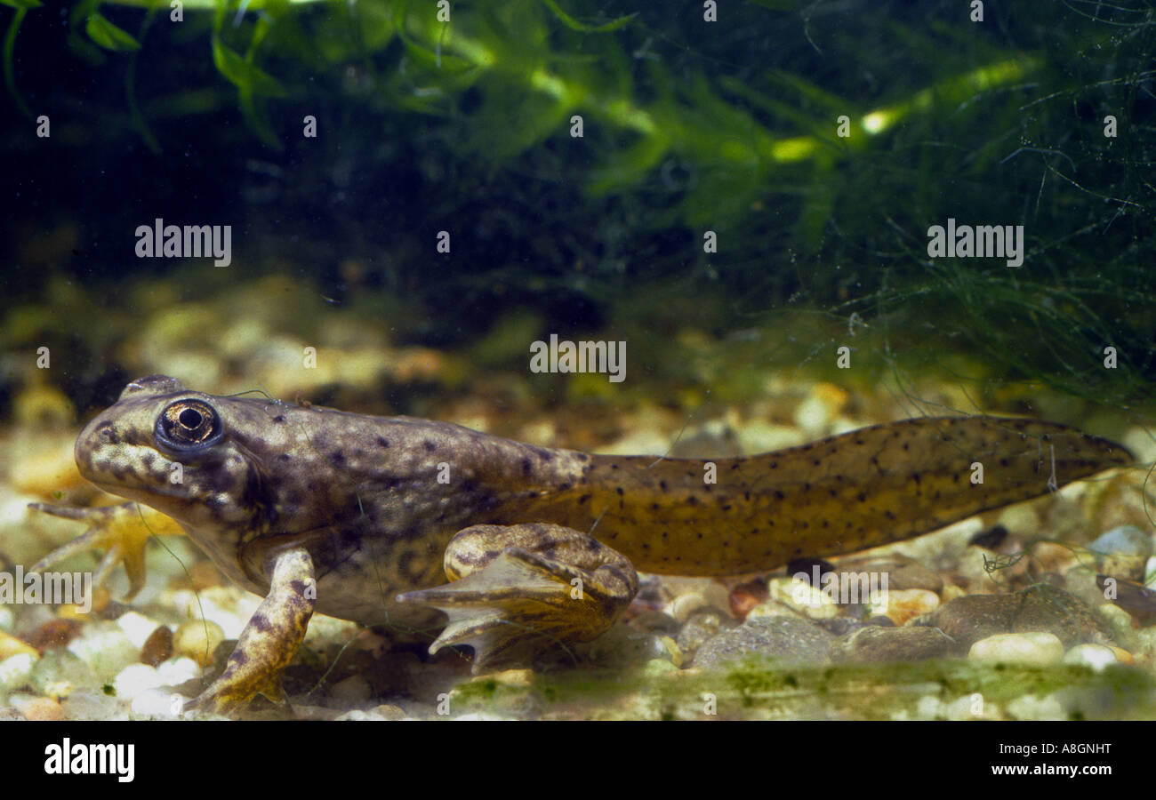 Bullfrog tadpole hi-res stock photography and images - Alamy