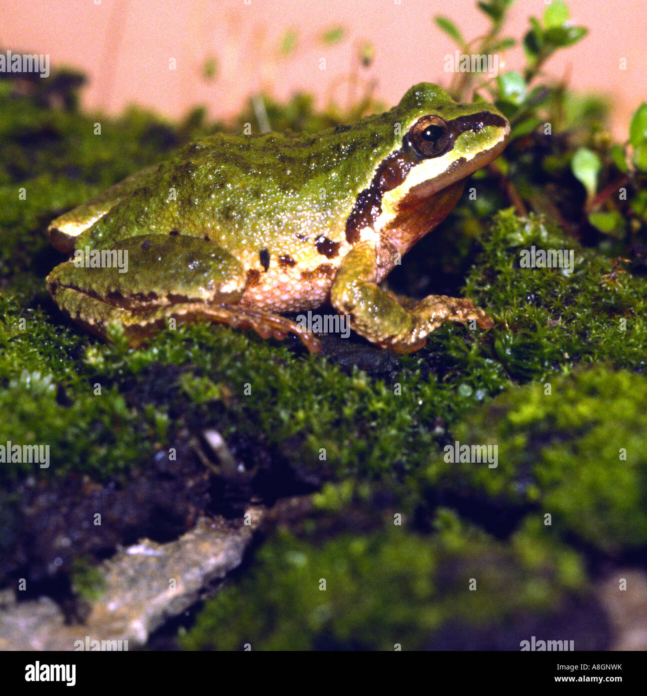 Pacific treefrog Hyla regilla San Francisco California USA green phase ...