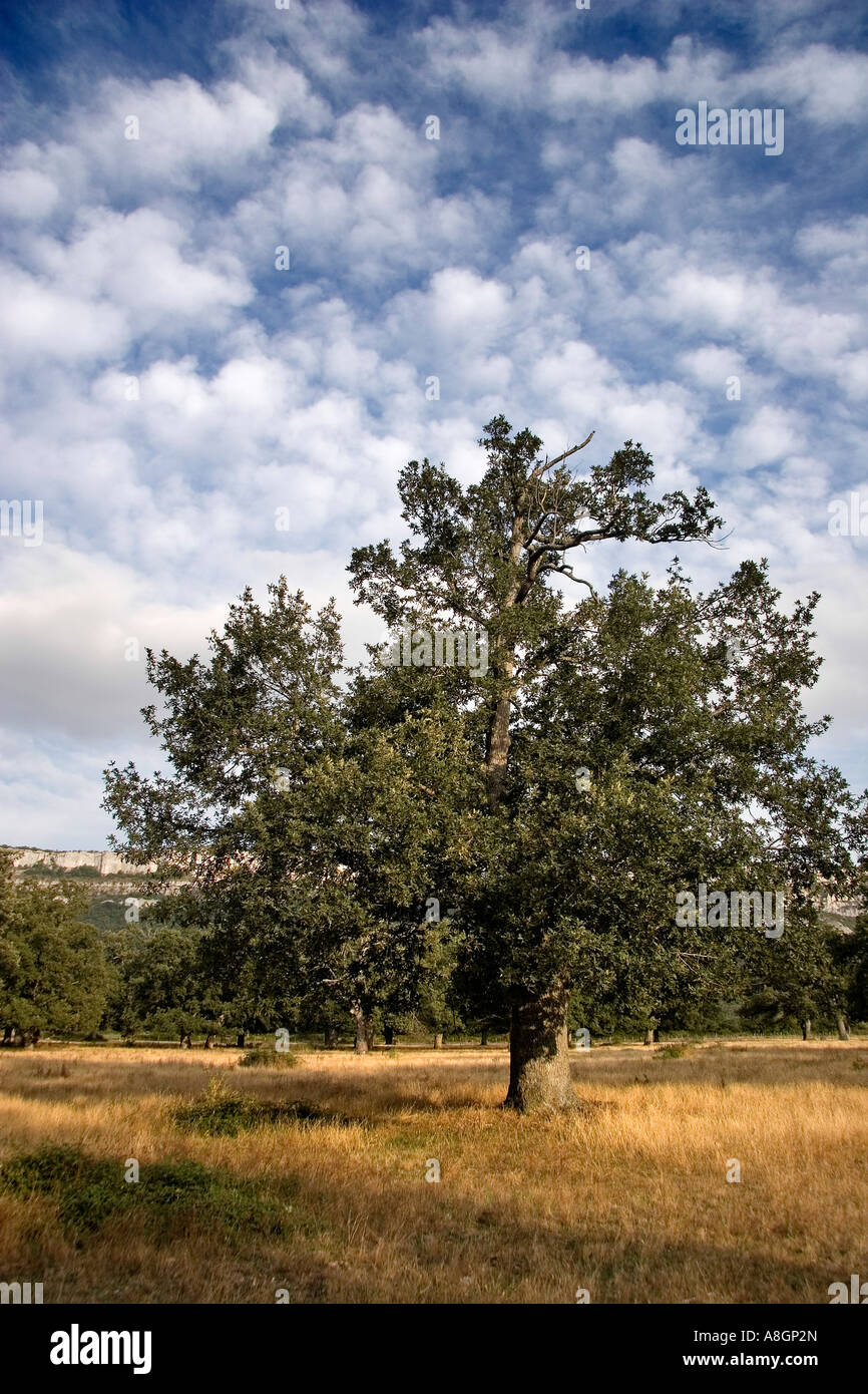 Campo roble hi-res stock photography and images - Alamy
