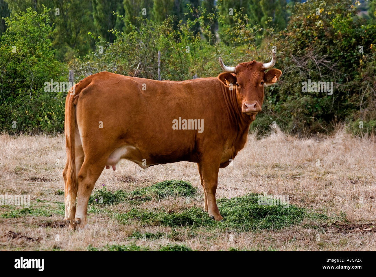 Animales vacas hi-res stock photography and images - Alamy