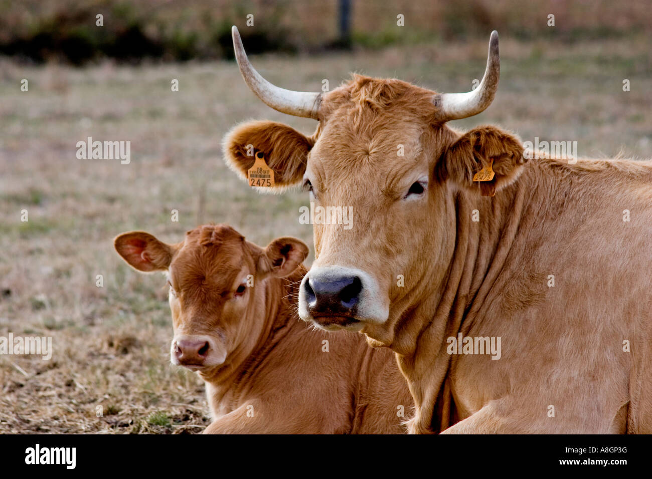 bovine cattle ranch in cantabria Spain Stock Photo - Alamy