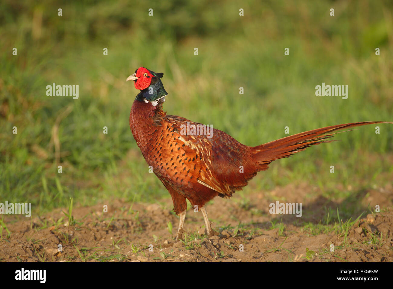 Pheasant Phasianus colchicus walking through some grass in Norfolk ...