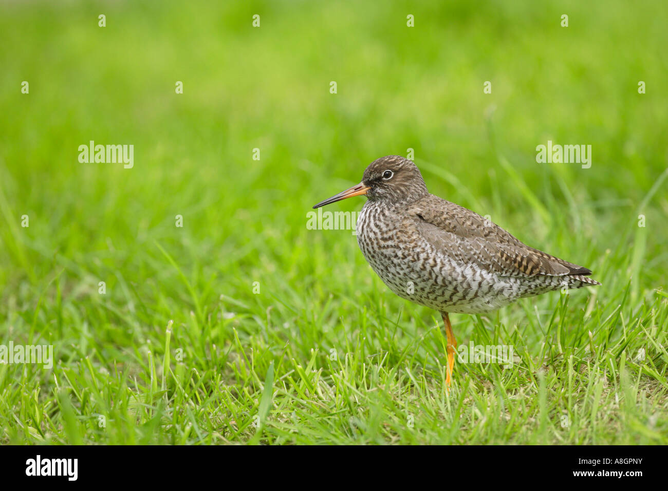Redshank standing on one leg hi-res stock photography and images - Alamy