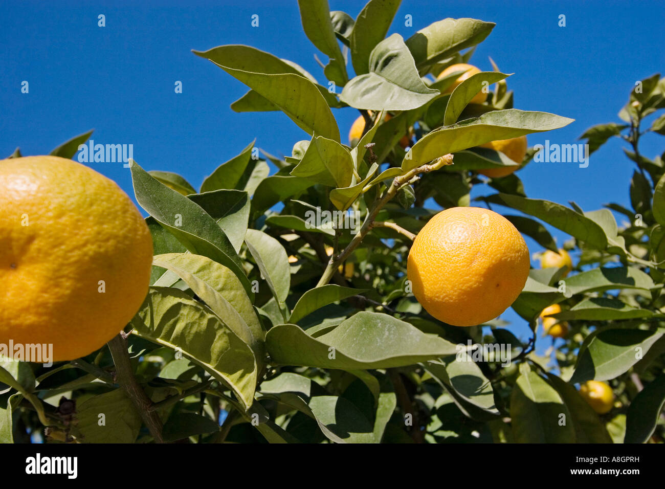 Naranjo orange tree hi-res stock photography and images - Alamy