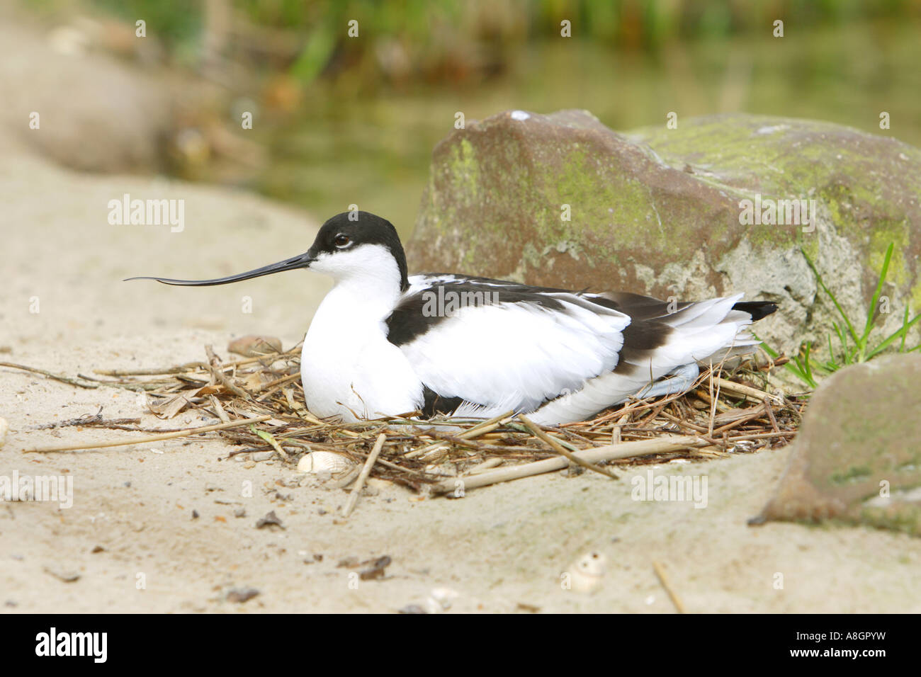 Avocet Recurvirostra avosetta sitting on a nest in some sand by the ...
