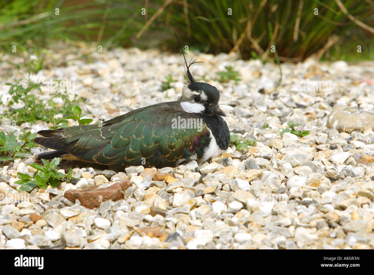 Lapwing on a nest hi-res stock photography and images - Alamy