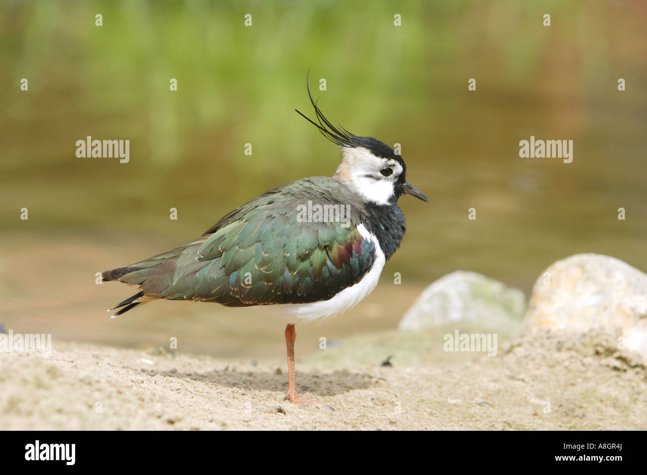 Lapwing at rest hi-res stock photography and images - Alamy