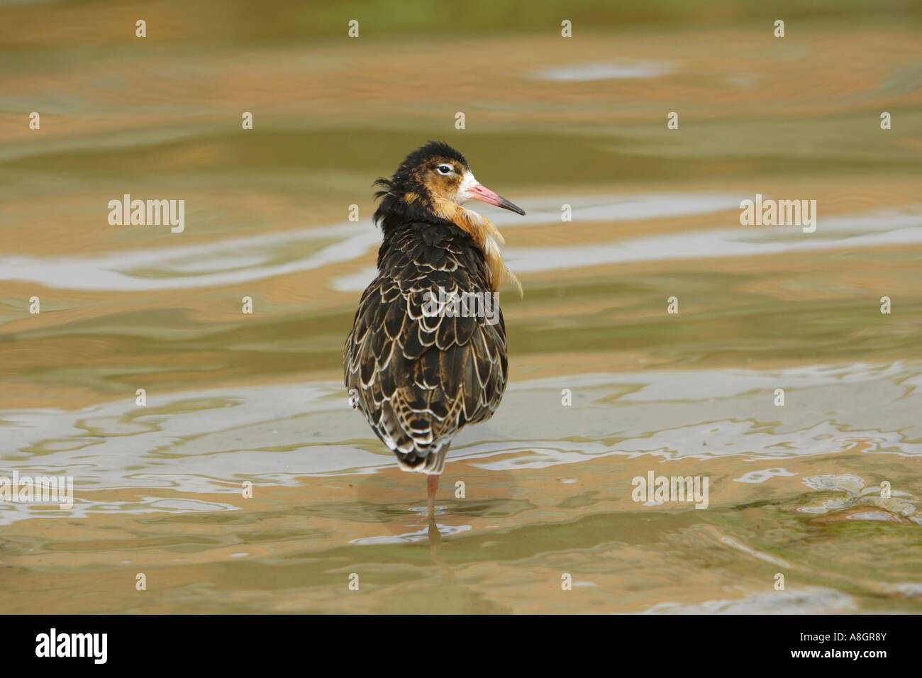 Ruff Philomachus pugnax standing in water in England UK Europe Stock ...