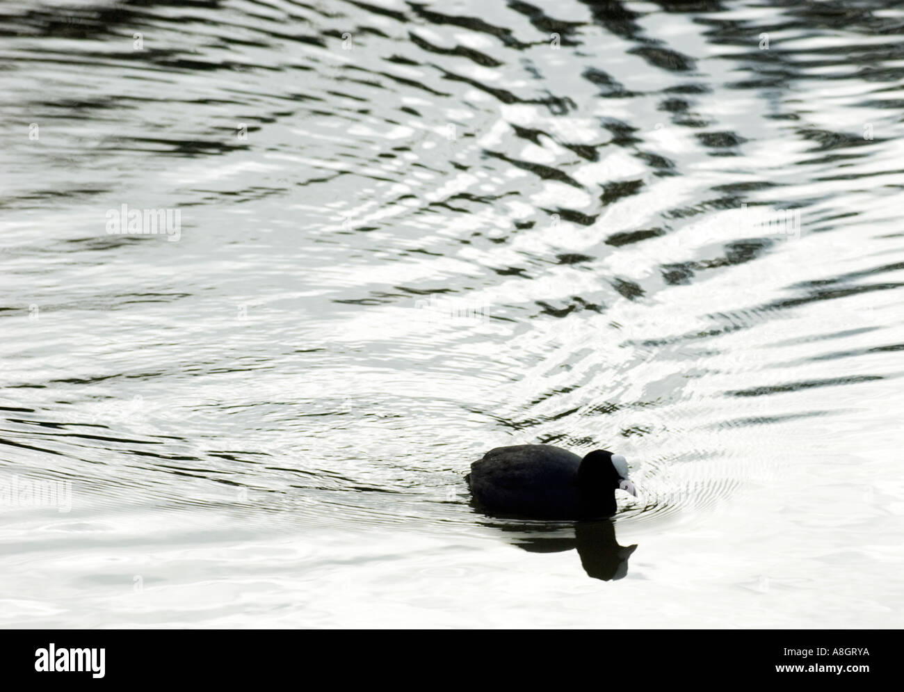 Coot wild water bird hi-res stock photography and images - Alamy