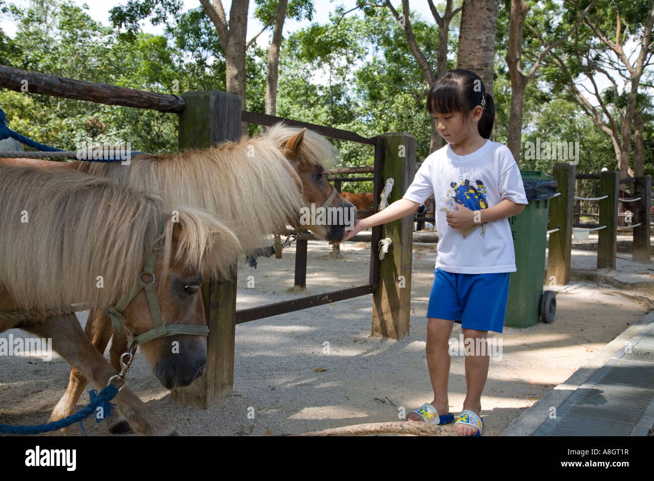 Gallop Stable Singapore Stock Photo - Alamy
