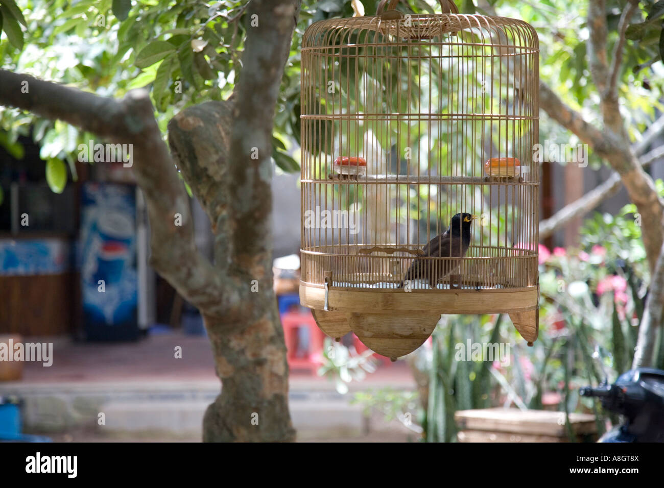 Common Hill Myna, Gracula Religiosa, in Birdcage Stock Photo - Alamy