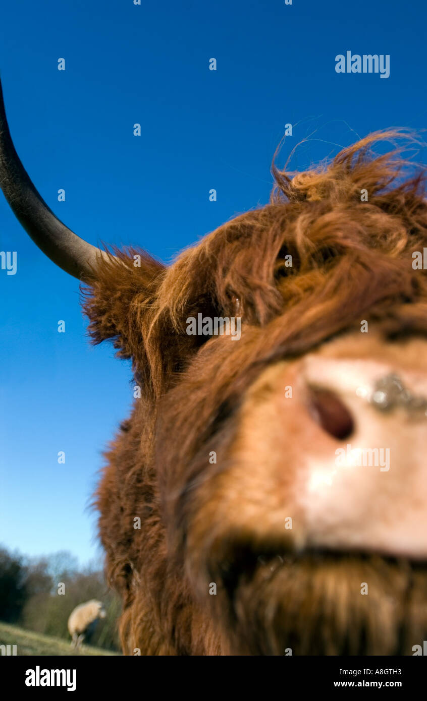 Bull head cattle yard hi-res stock photography and images - Alamy