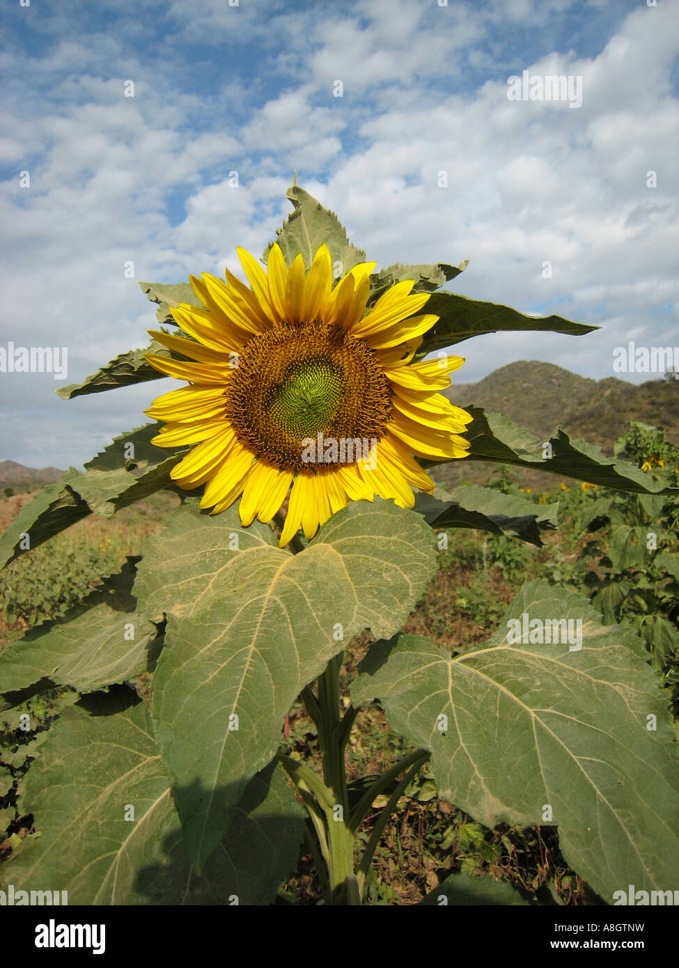 Sunflower sunspot hi-res stock photography and images - Alamy