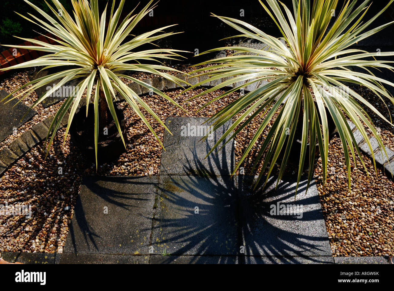 Cordylines variegated hi-res stock photography and images - Alamy