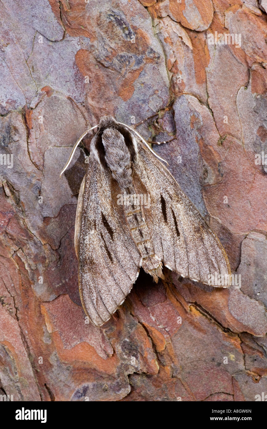 Pine Hawk-moth Hyloicus pinastri at rest on pine trunk potton ...