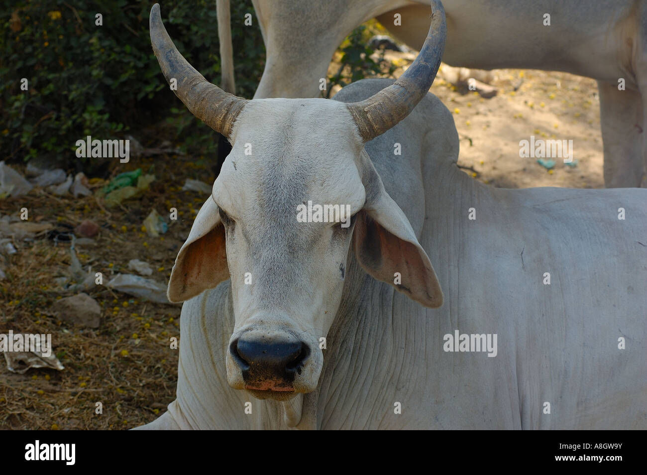 Indian sacred Cattle Stock Photo - Alamy