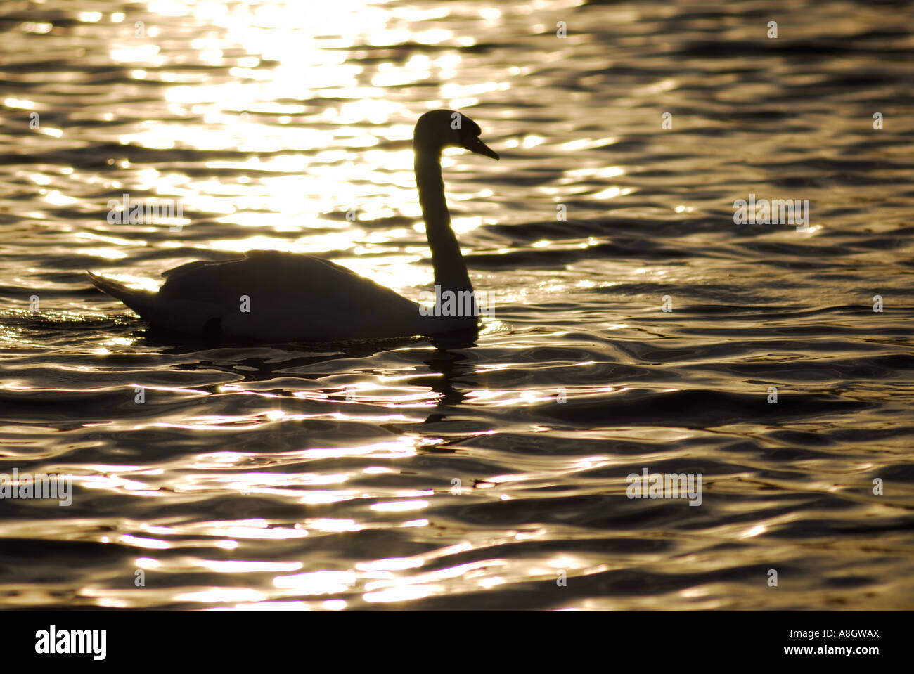 Swan outline hi-res stock photography and images - Alamy