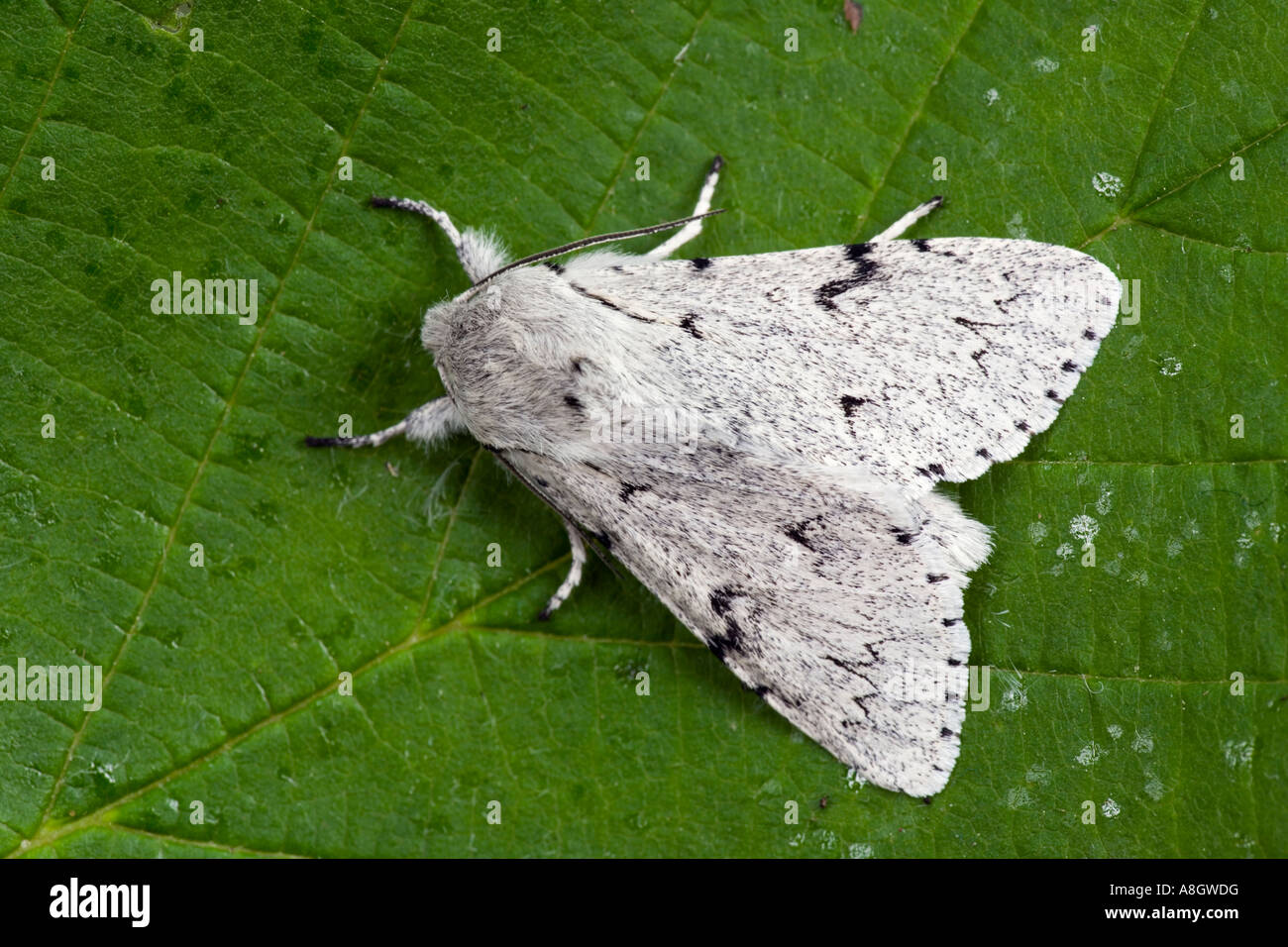 Miller moths hi-res stock photography and images - Alamy