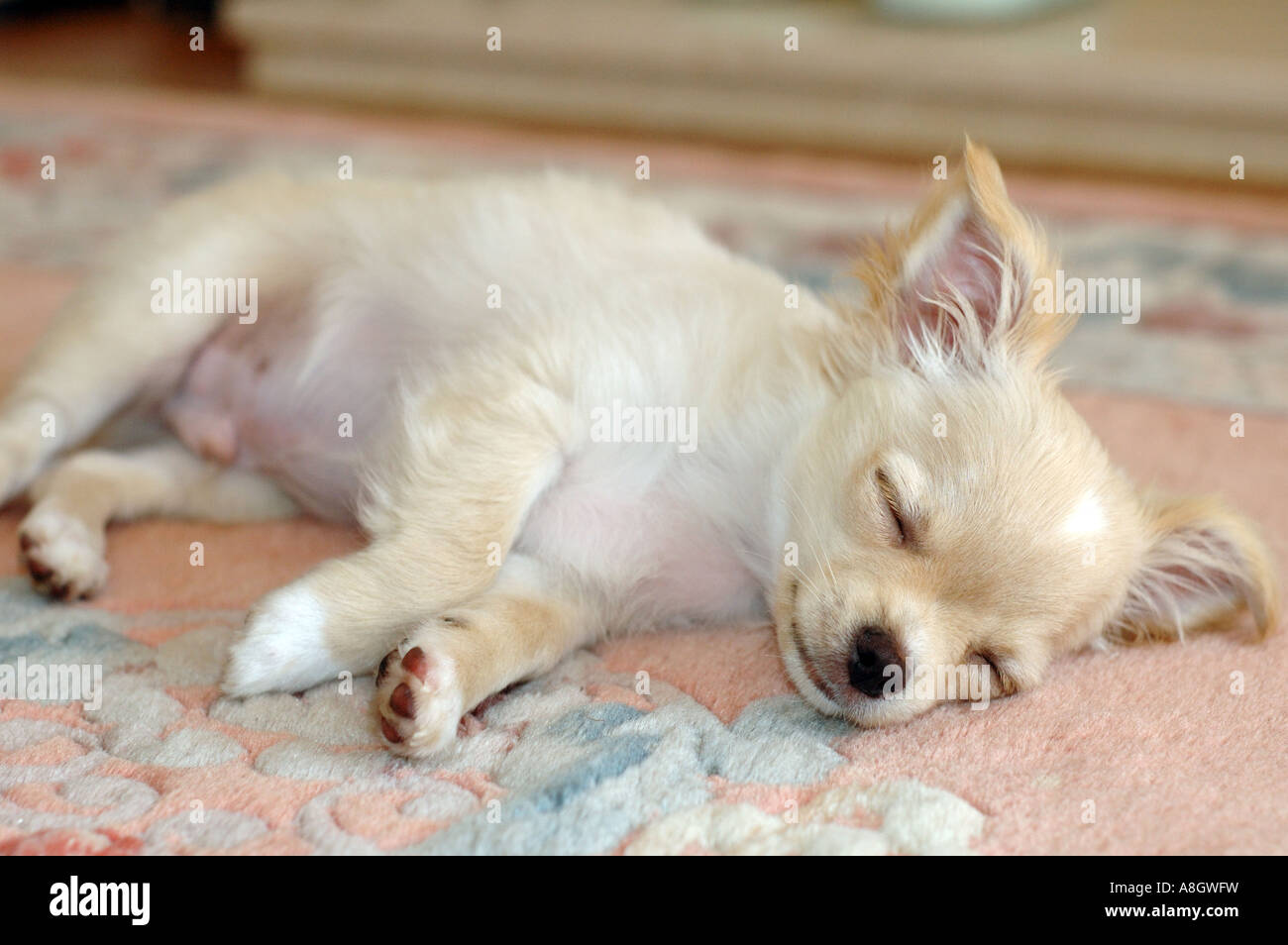 Chihuahua Laying Down High Resolution Stock Photography and Images - Alamy