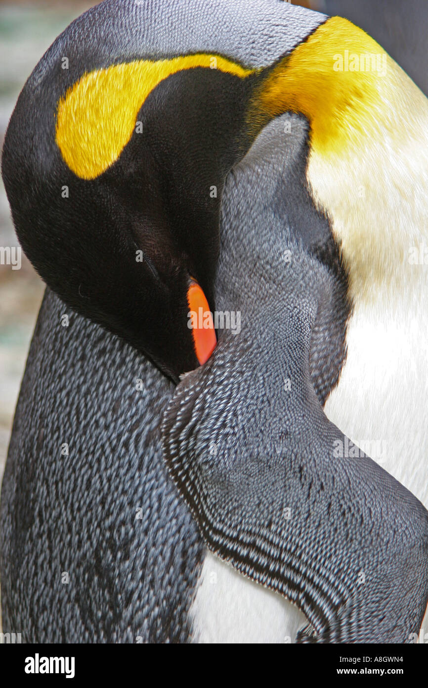 Emperor penguin preening hi-res stock photography and images - Alamy