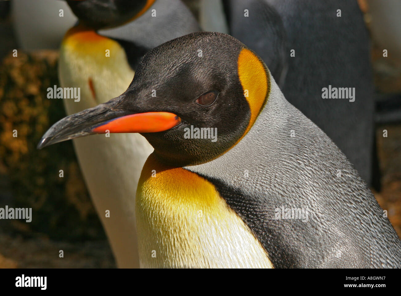 Emporer penguins hi-res stock photography and images - Alamy