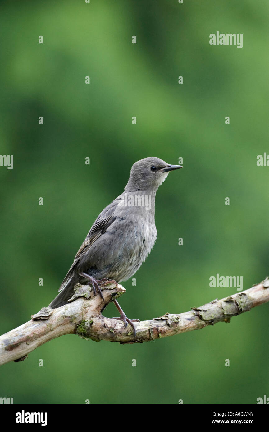 Baby starling hi-res stock photography and images - Alamy