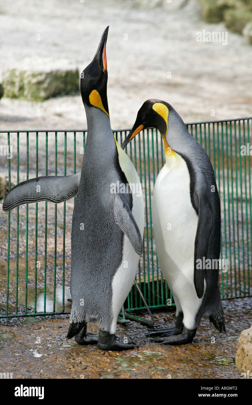 Emperor penguins preening each other Stock Photo - Alamy