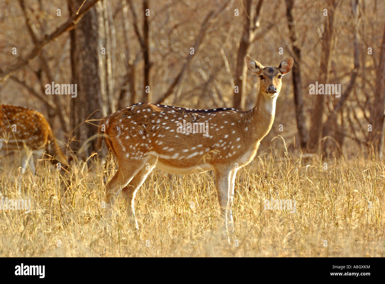 A specimen of a spotted deer or chital, Axis axis Stock Photo - Alamy