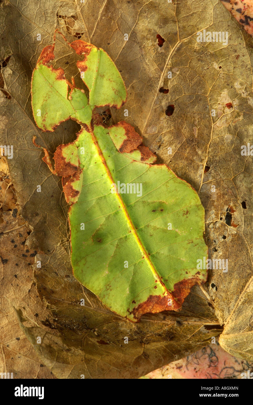A species of phasmid or leaf insect from Borneo illustrating its ...