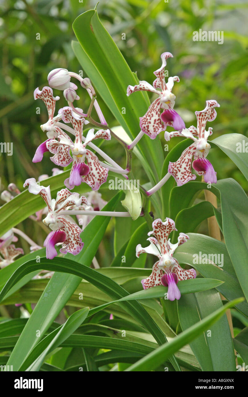 Exotic foliage vanda tricolor hi-res stock photography and images - Alamy