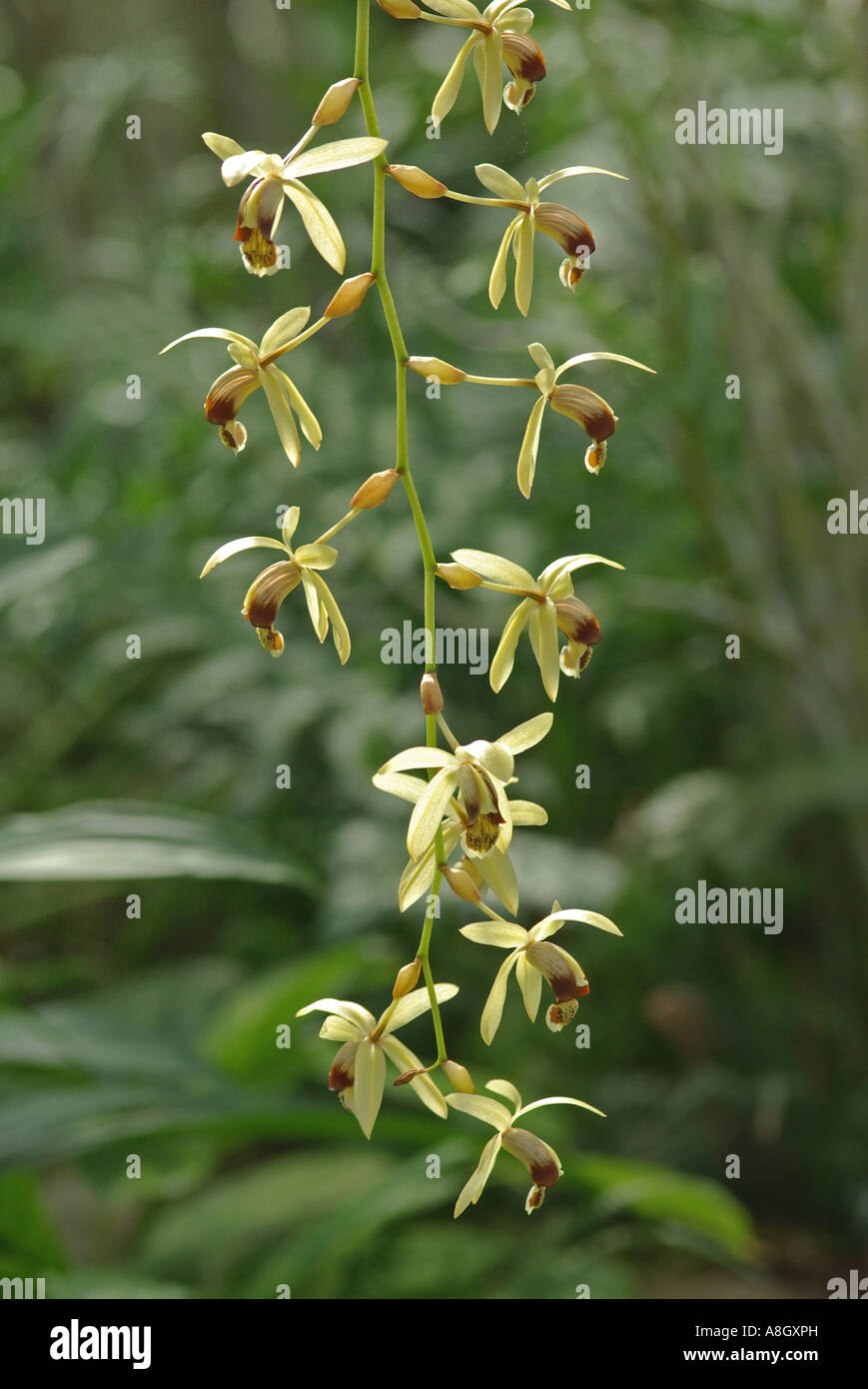 Coelogyne hi-res stock photography and images - Alamy