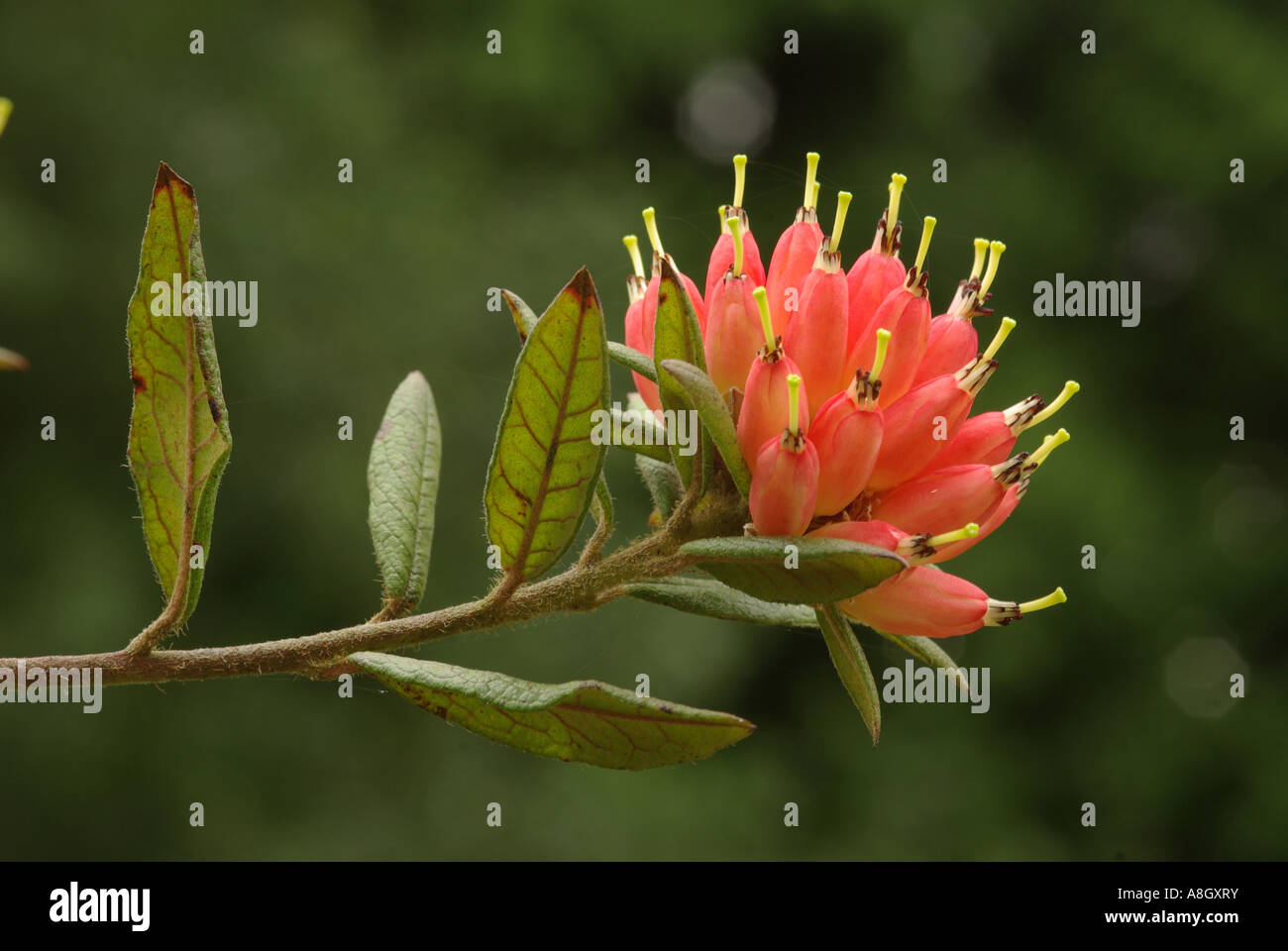Rhododendron scabrifolium var speciferum Stock Photo - Alamy