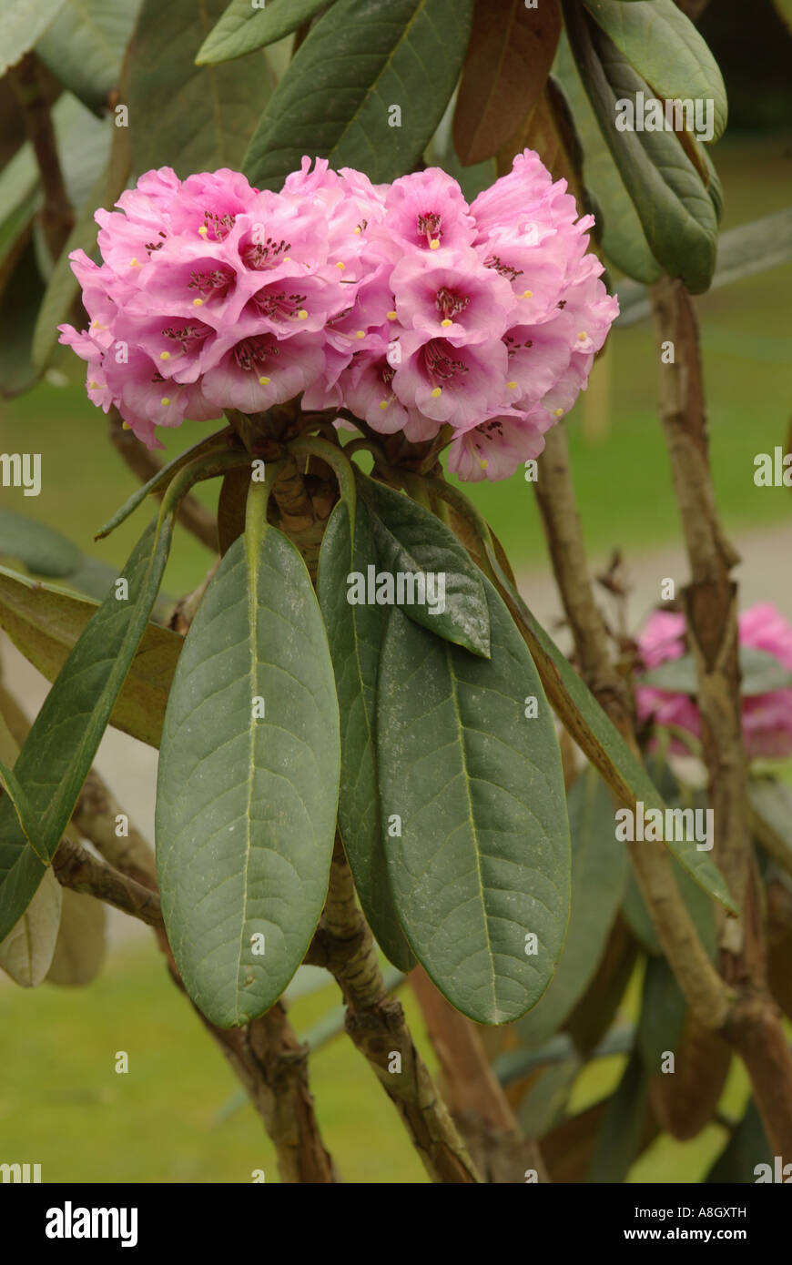 Rhododendron kesangiae var kesangae Stock Photo - Alamy