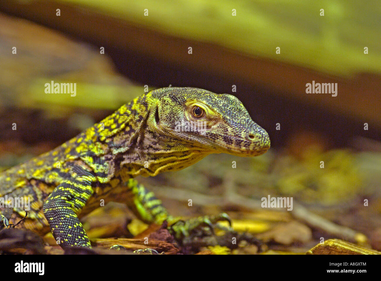 Baby komodo hi-res stock photography and images - Alamy