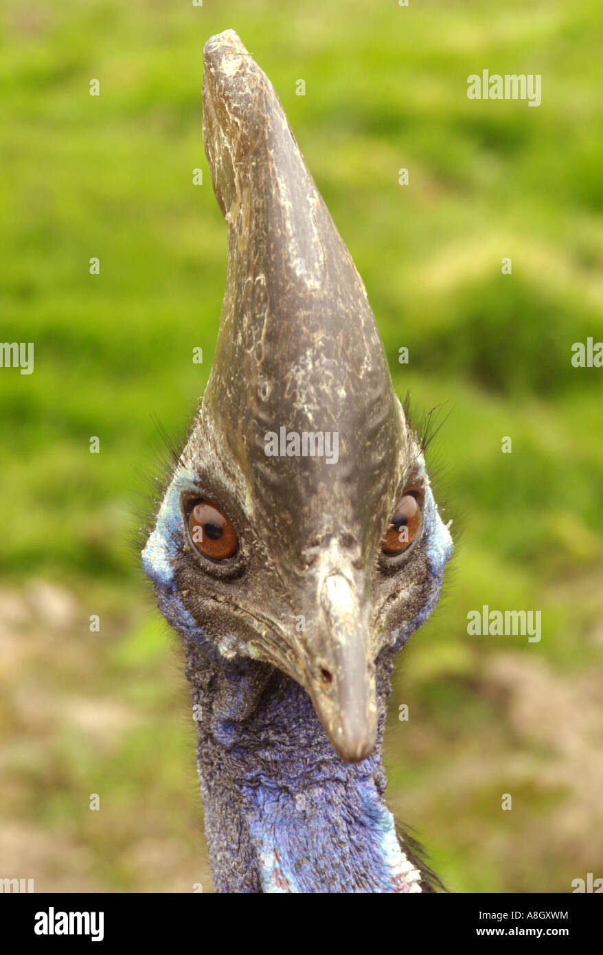 Cassowary, Casuarius casuarius Stock Photo - Alamy