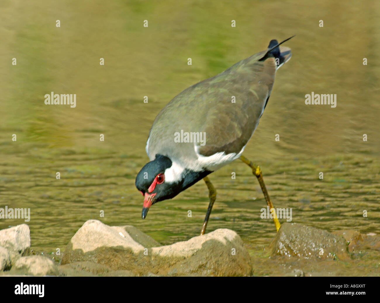 Vanellus indicus hi-res stock photography and images - Alamy
