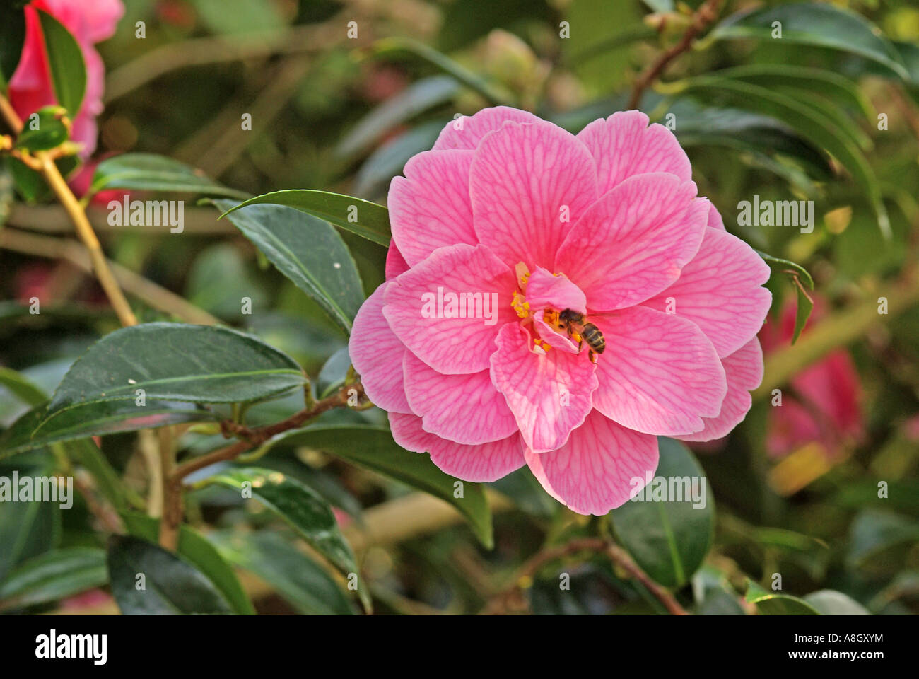 Camellia williamsii * reticulata MAUD MESSEL Stock Photo - Alamy