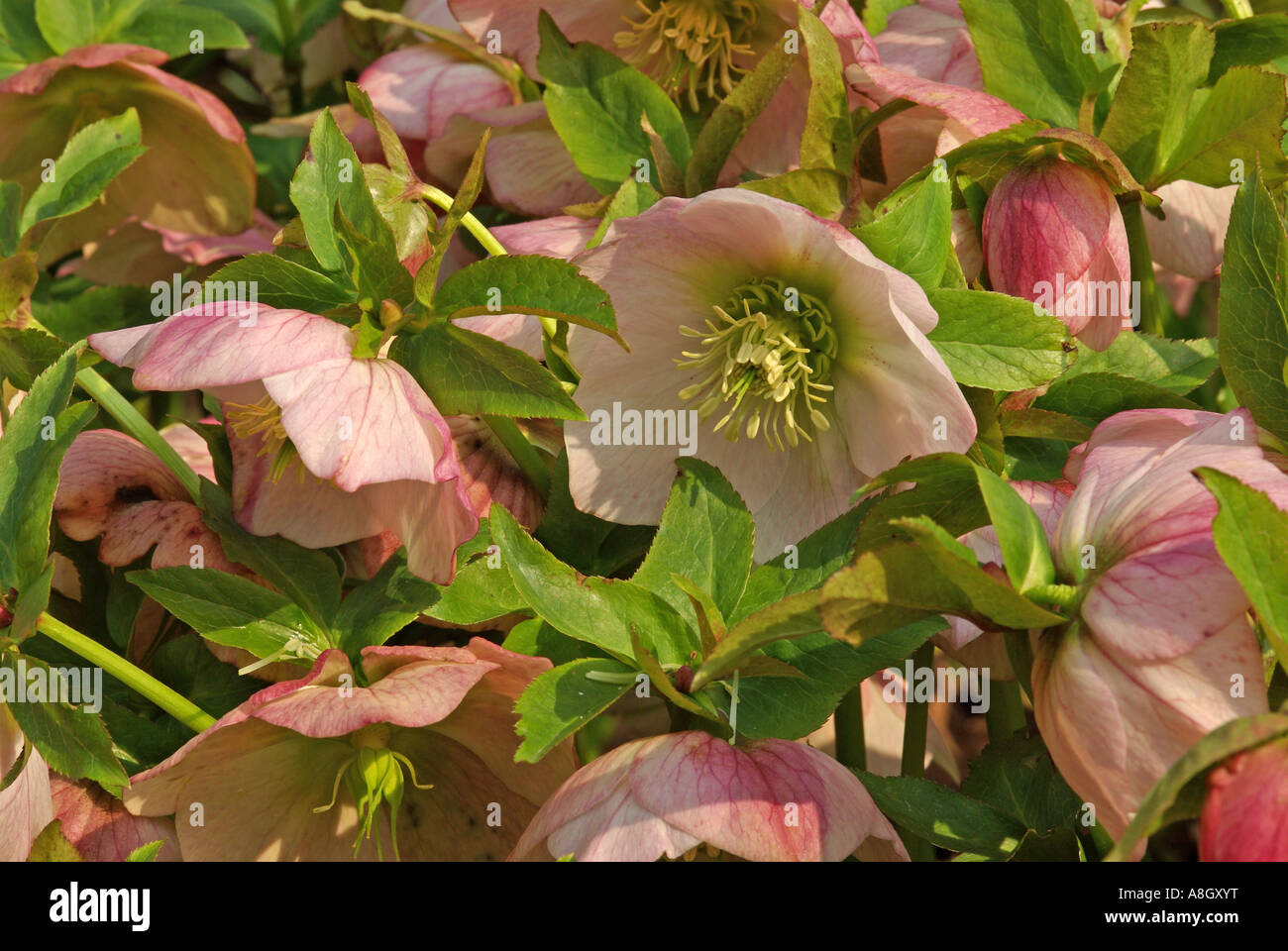 Niger plant hi-res stock photography and images - Alamy