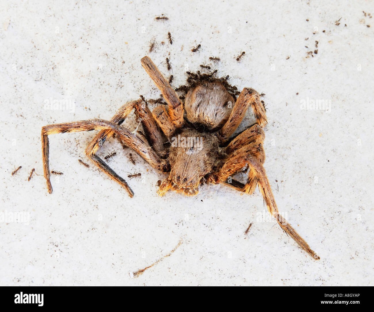 life and death.....Ants eating a dead rain spider Stock Photo - Alamy