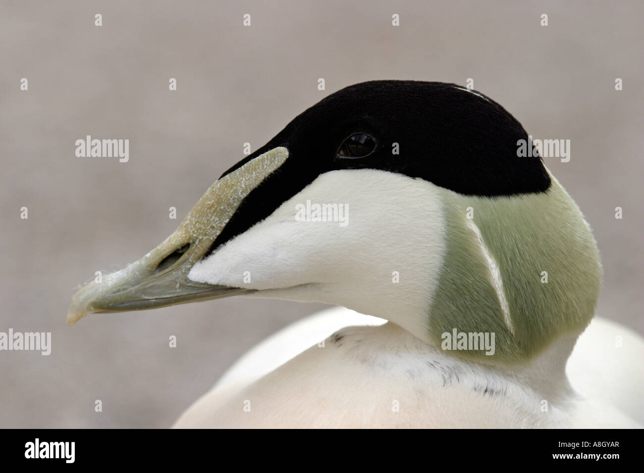 Cuddy ducks hi-res stock photography and images - Alamy
