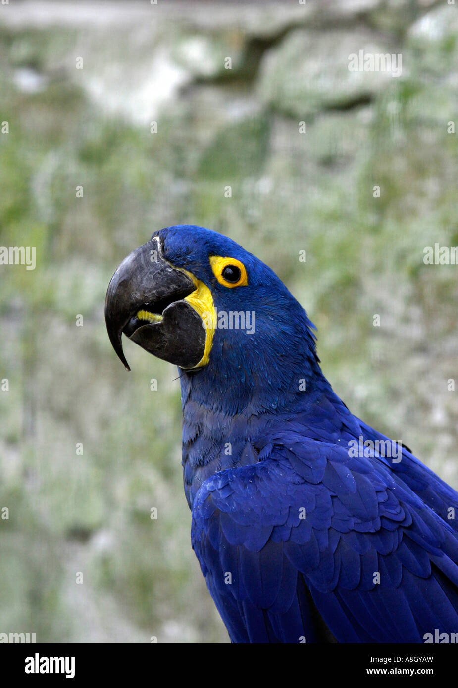 Hyacinth Macaw Anodorhynchus hyacinthinus Stock Photo - Alamy