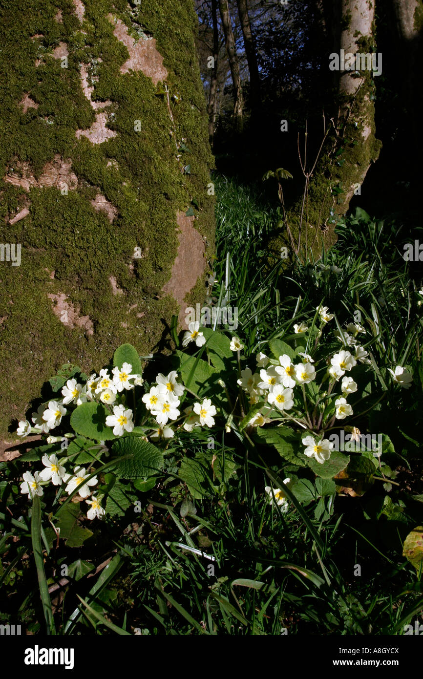 Pale yellow base hi-res stock photography and images - Alamy