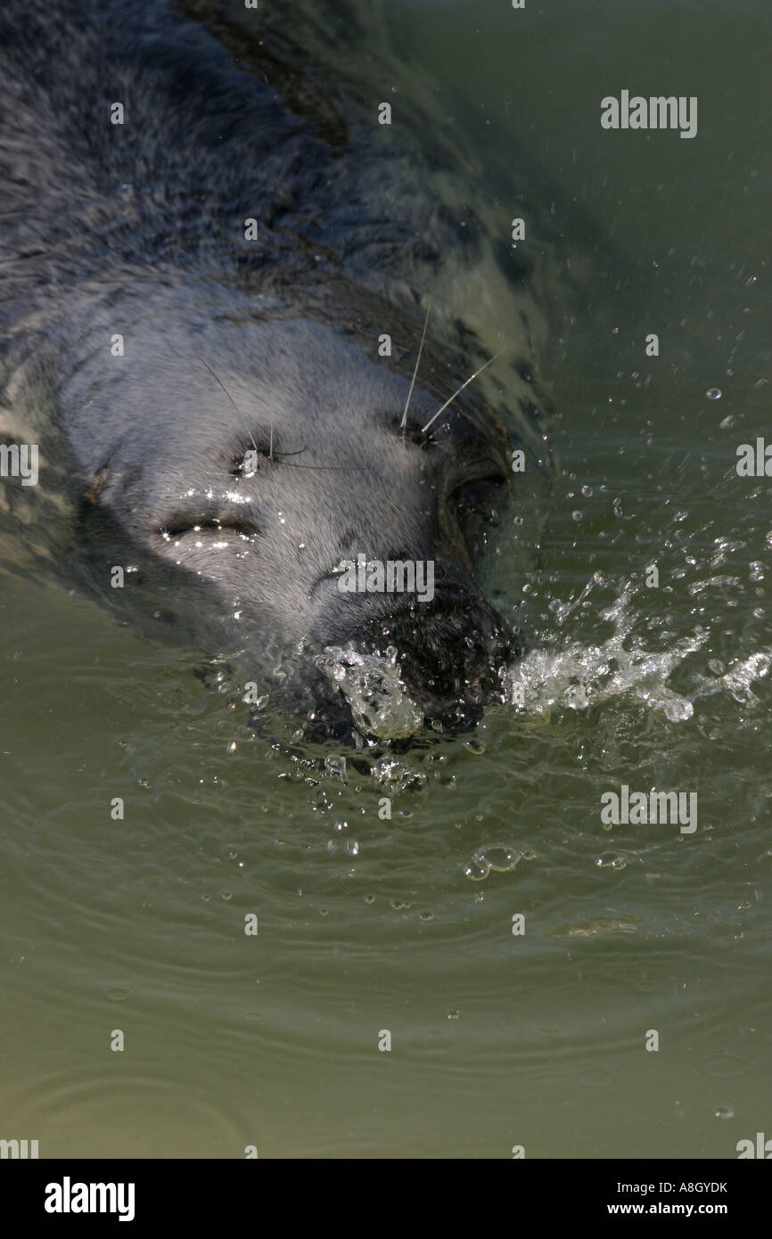 seal blowing water out of its nose Stock Photo - Alamy
