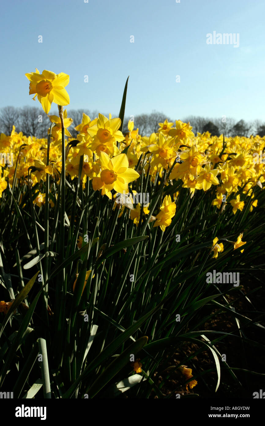 daffodils generic iconic icon wales welsh Stock Photo - Alamy