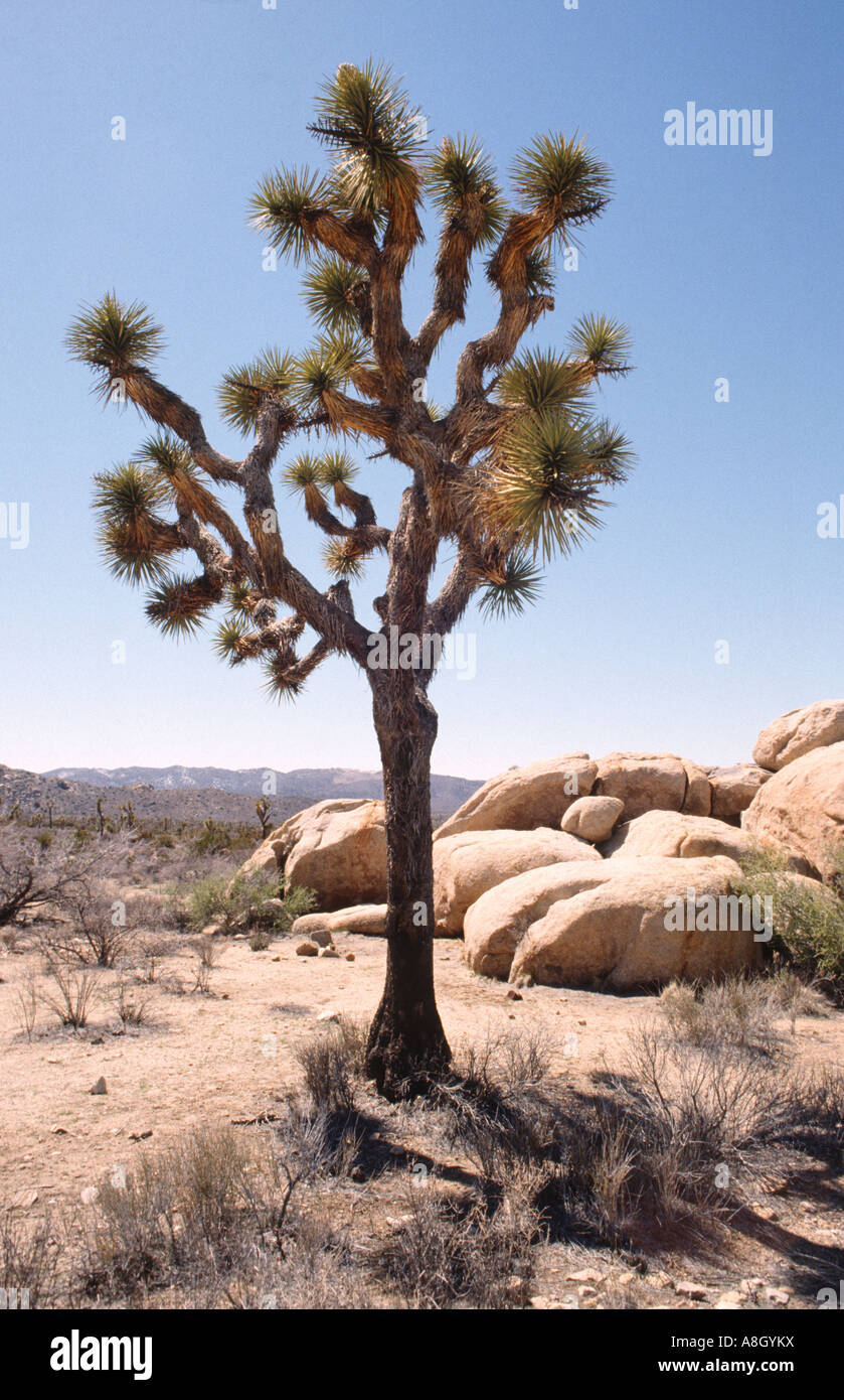 Planta de joshua tree hi-res stock photography and images - Alamy