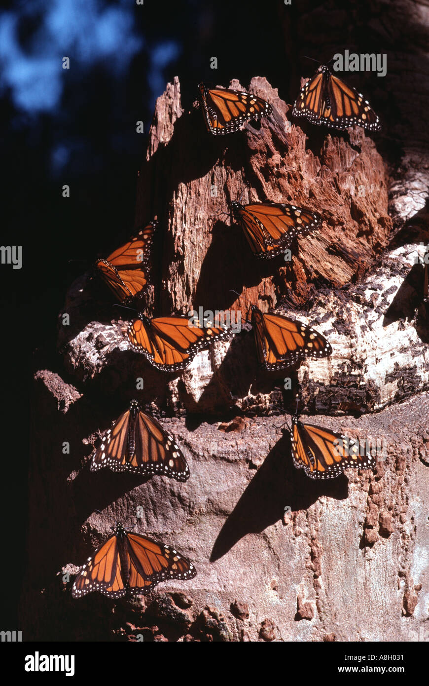 Winter migration of monarchs hi-res stock photography and images - Alamy