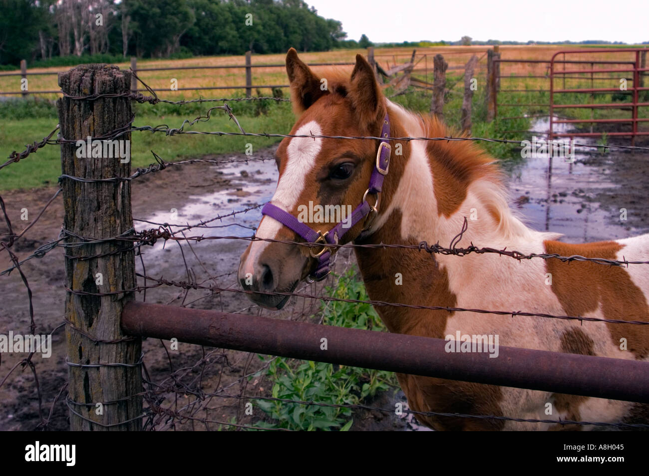 Colt on Farm Behind Fence Lyons Kansas Stock Photo - Alamy